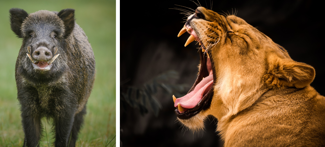 Wildsau: Die Königin der Löwen | BLOGHAUSGESCHICHTEN